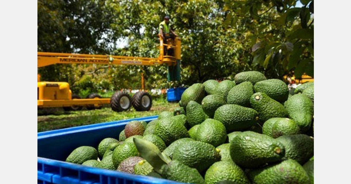 A record year for the Israeli avocado harvest in 2024