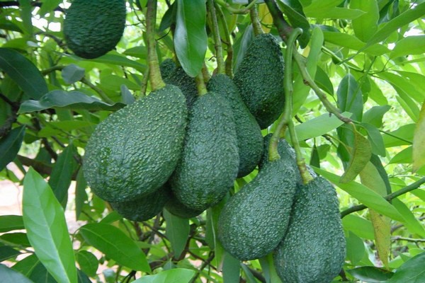 A record year for the Israeli avocado harvest in 2024