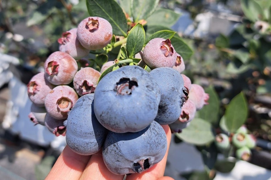“Peru's blueberry industry to have a shorter peak and spread of the ...
