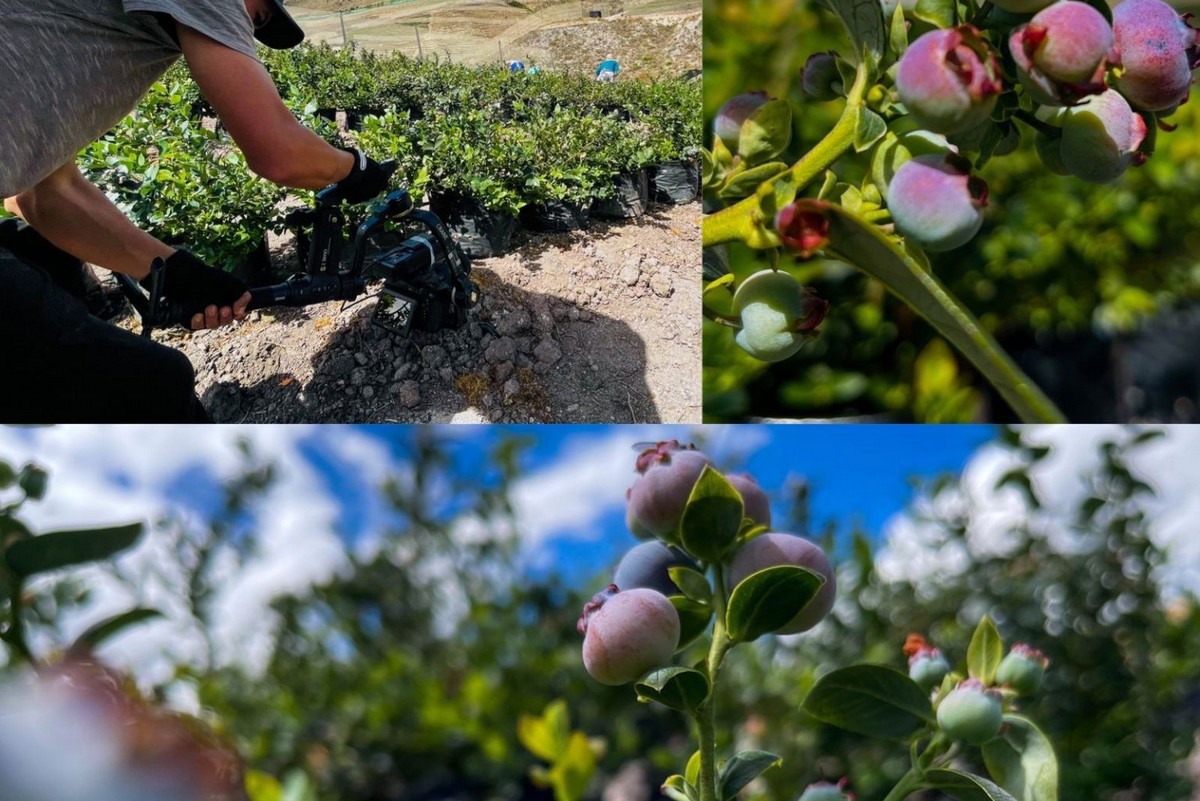 “Peru's blueberry industry to have a shorter peak and spread of the ...