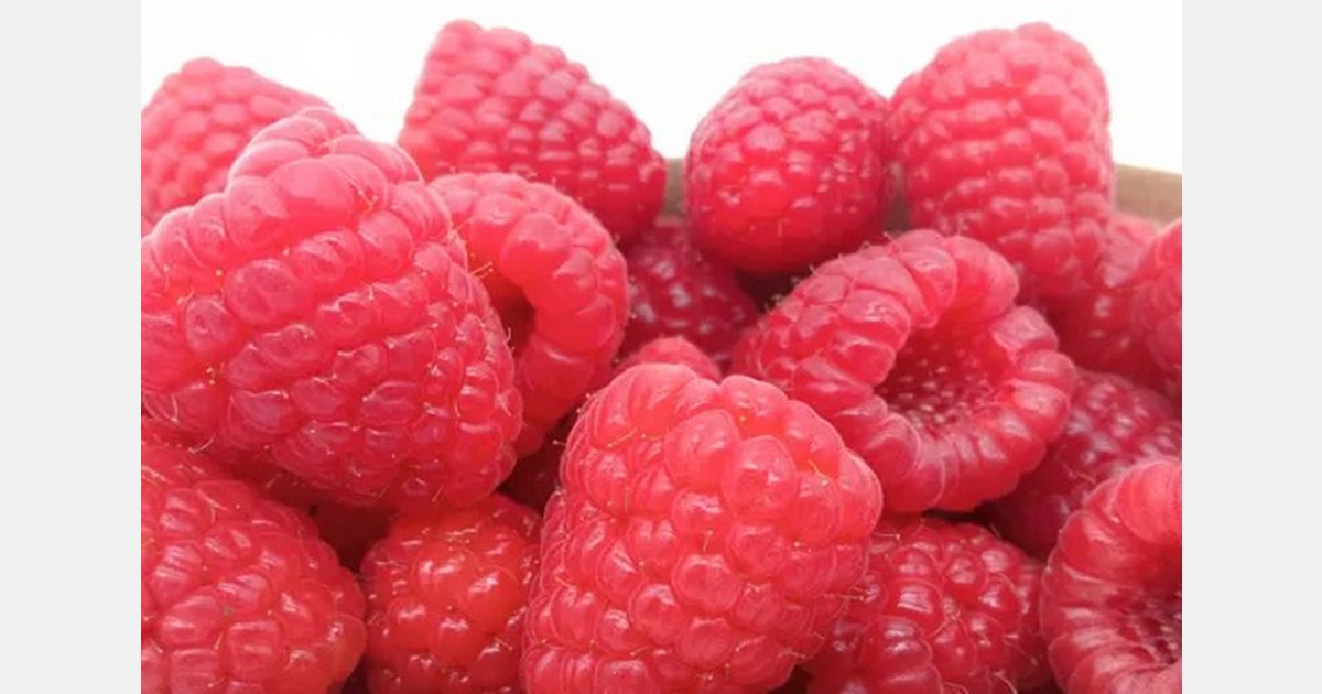 California Nurseries intends to consolidate market positioning of the ...