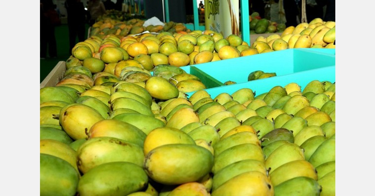 Mango festival in Qatar sees 109-plus tons in sales