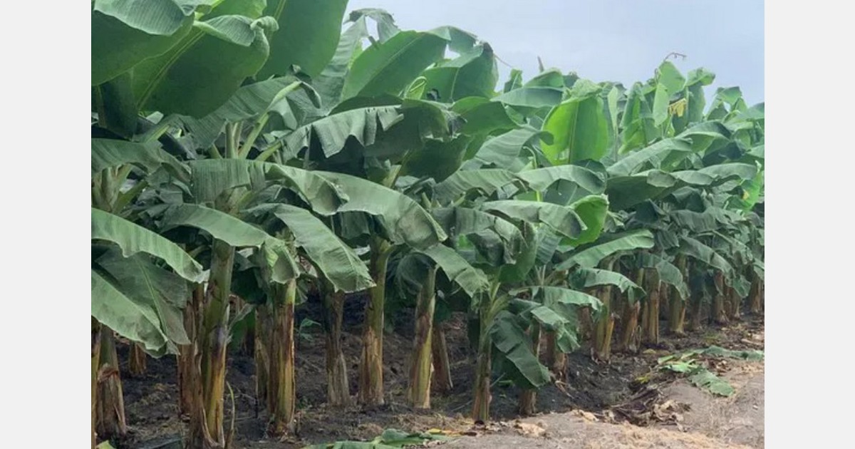 Managing imports as Hurricane Beryl travels through growing regions