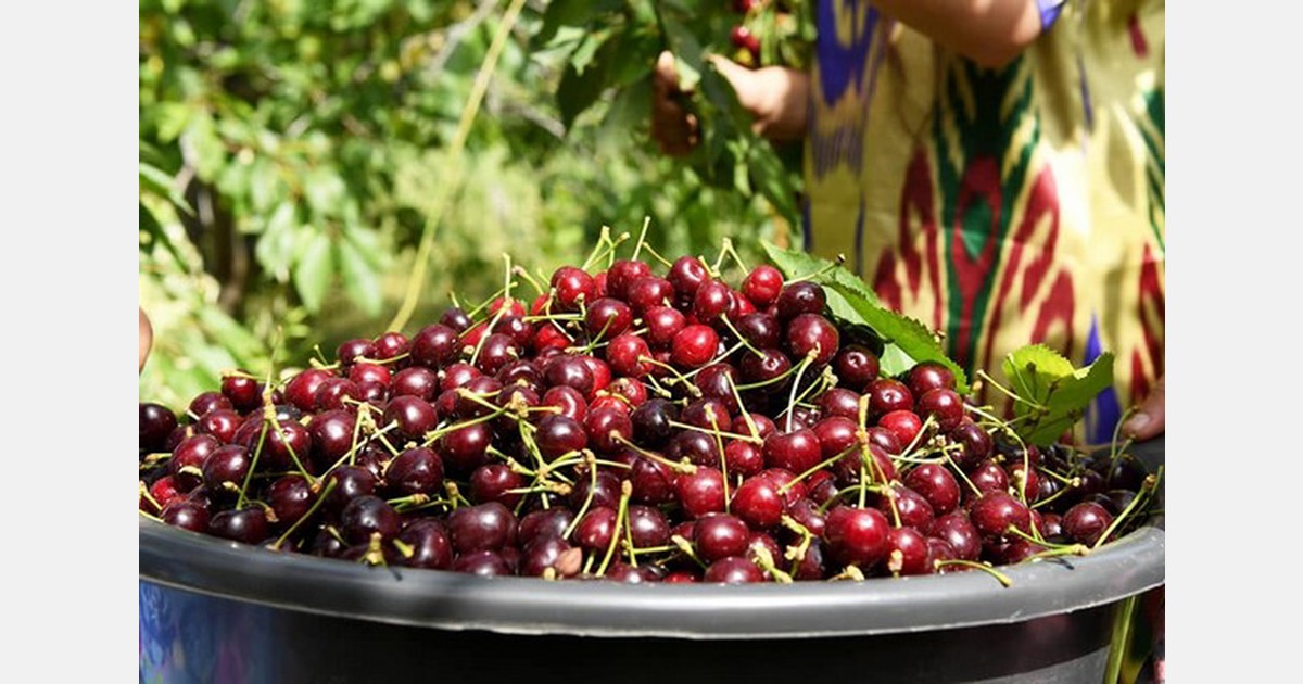 Tajikistan's black cherries gain popularity with the Chinese