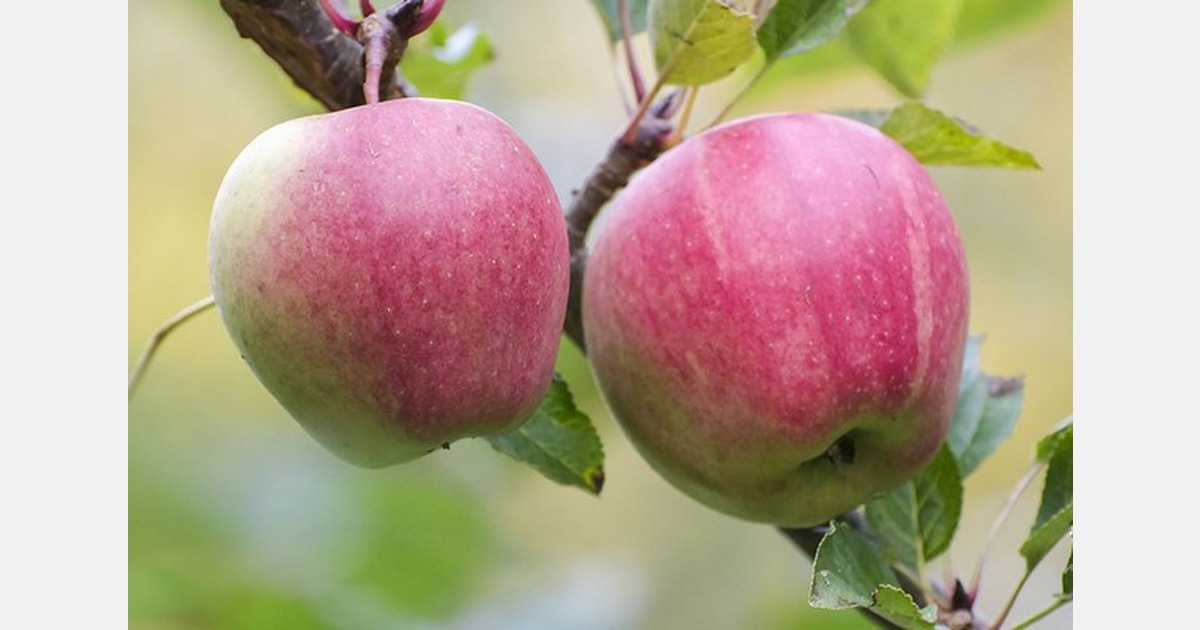 South African Maribelle apples perform well Europe