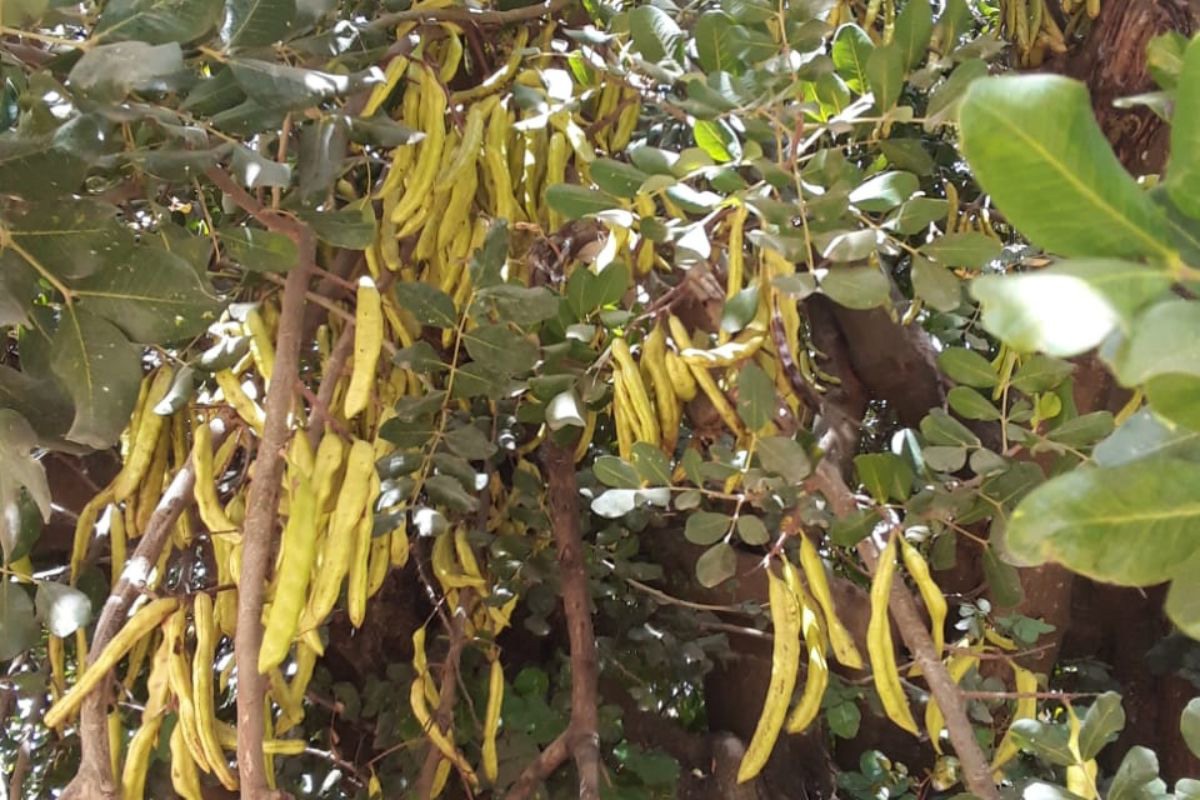 Fresh carob now available from Morocco