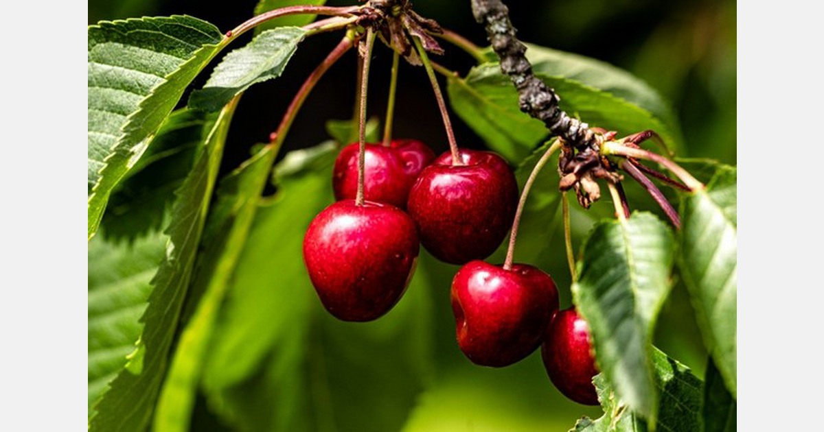 Michigan cherry production boosts national totals