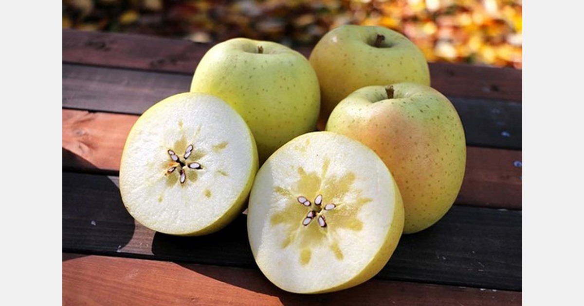 Japanese apple variety to be cultivated in South Africa