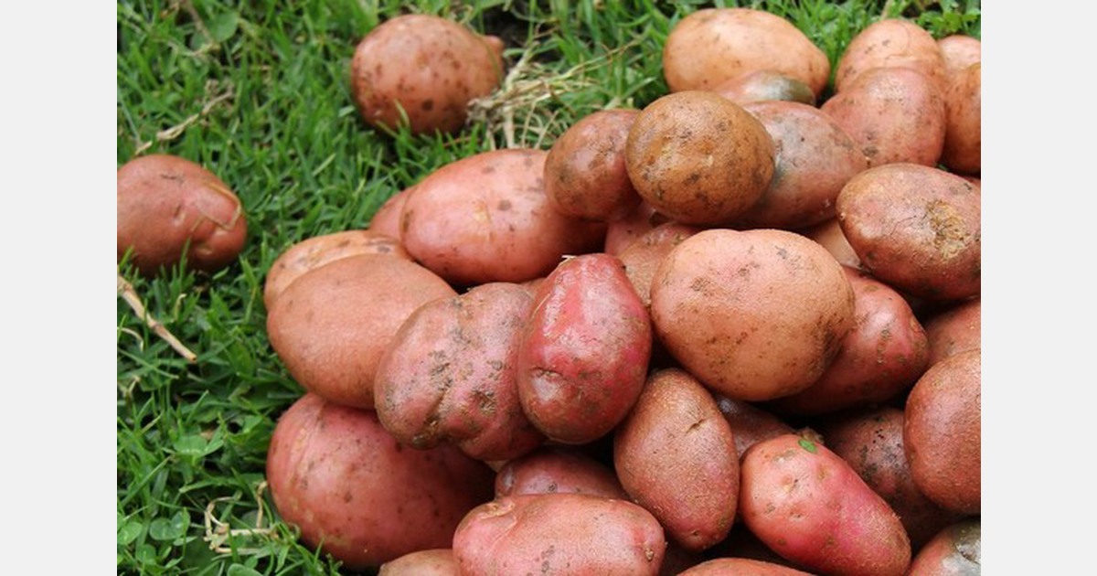 Bhutan explores new potato markets in Nepal and Bangladesh