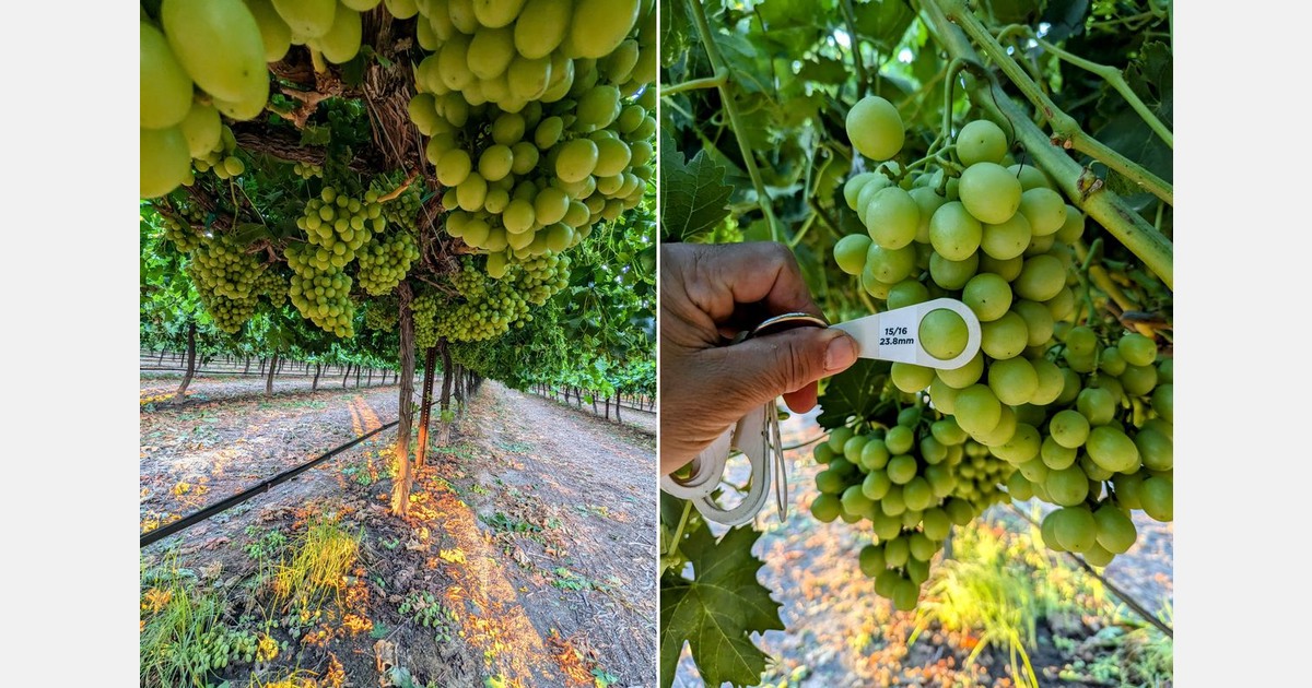 California table grapes highly anticipated in both the U.S. and markets around the world