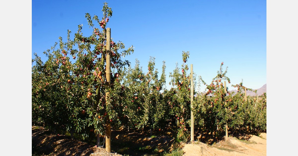 Zeder's farm sales no reflection on “very good” apple and pear business