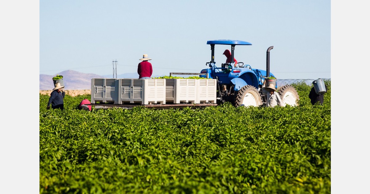 Slightly early start for New Mexico’s Hatch chiles