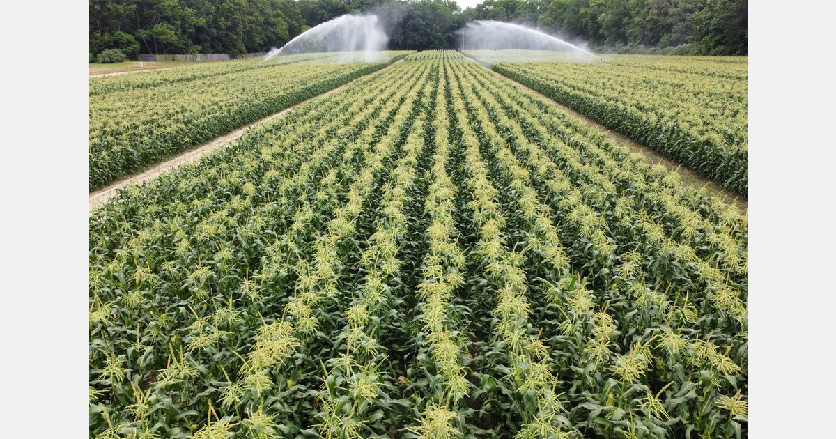 Demand exceeding supply of New Jersey sweet corn