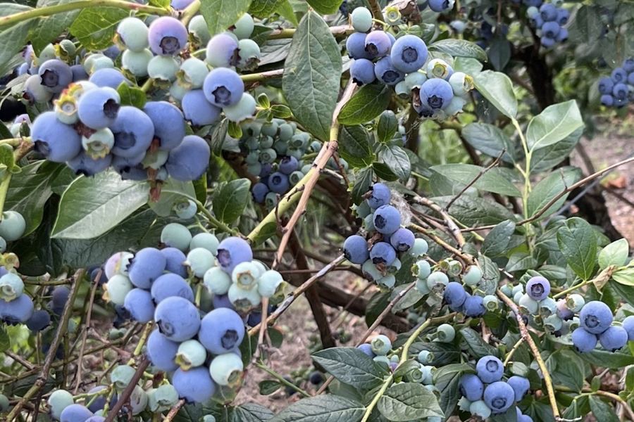 High-volume blueberry season expected for Washington and British Columbia