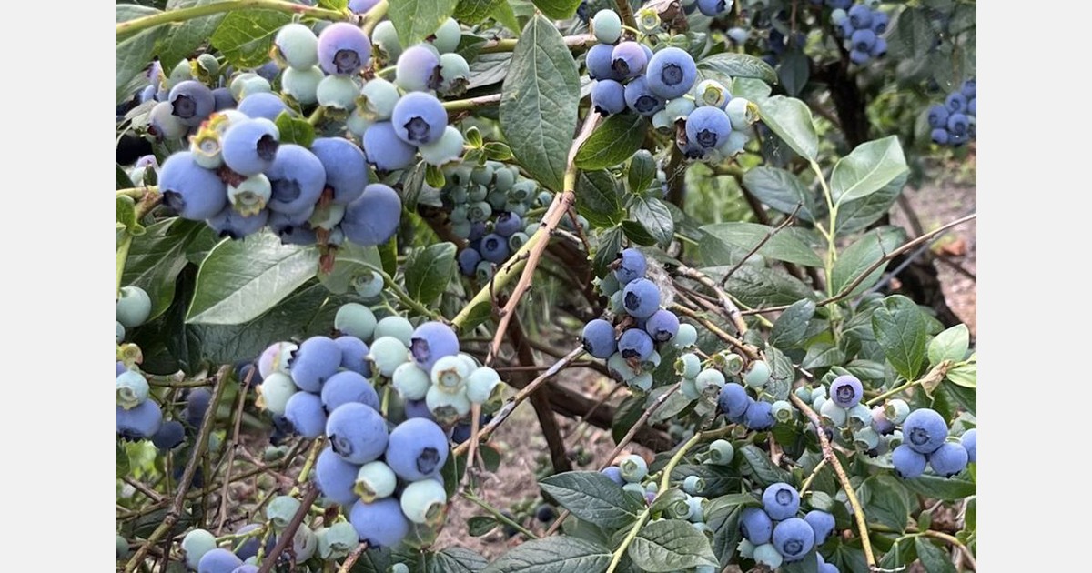 High-volume blueberry season expected for Washington and British Columbia