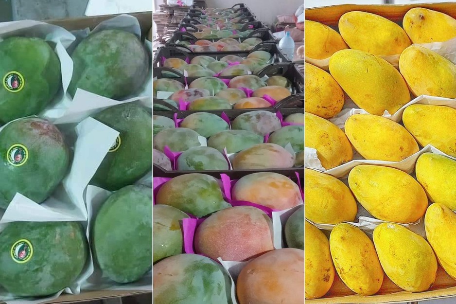 Egyptian mangoes available now