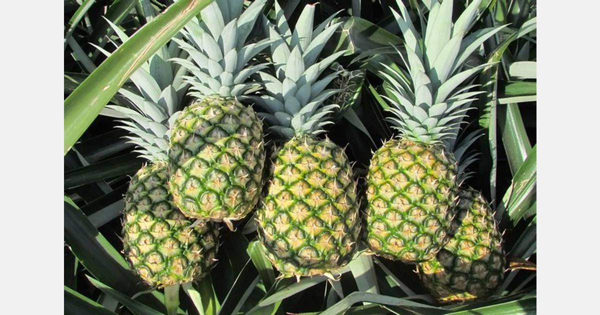 MD2 pineapple farming model yields first harvest in Quảng Ngãi province
