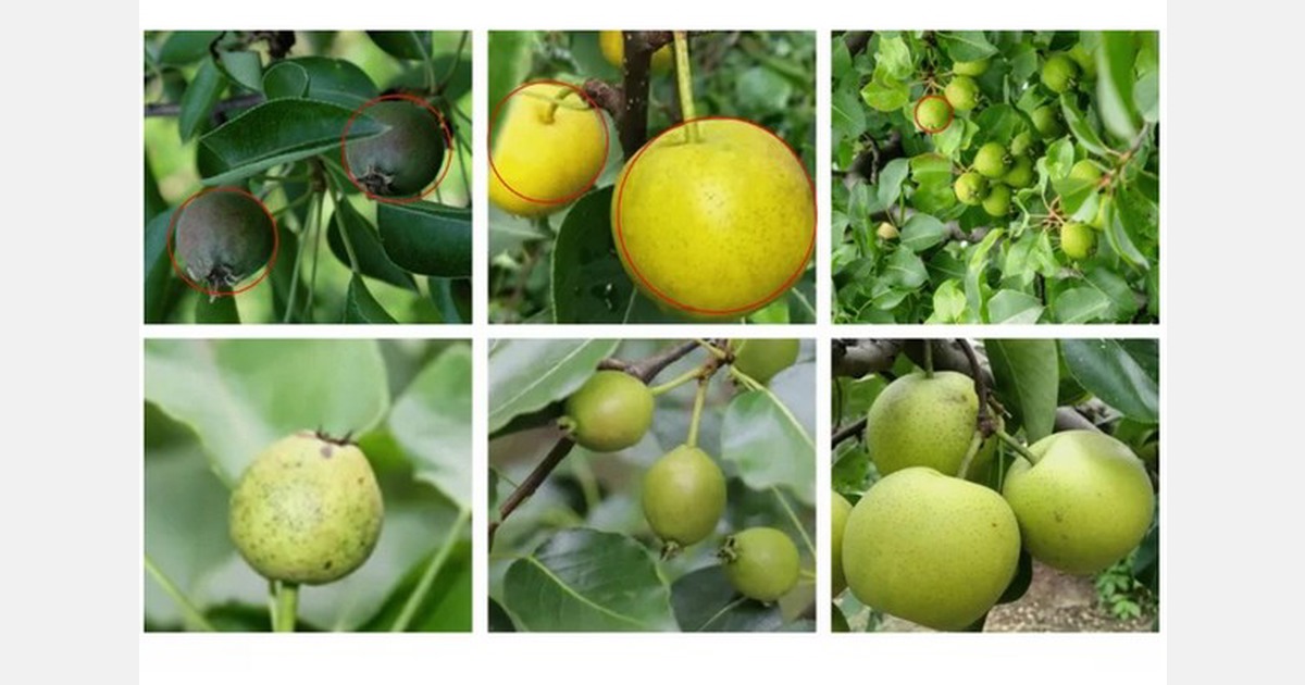 Creating a robust and precise visual system for robotic pear harvesting