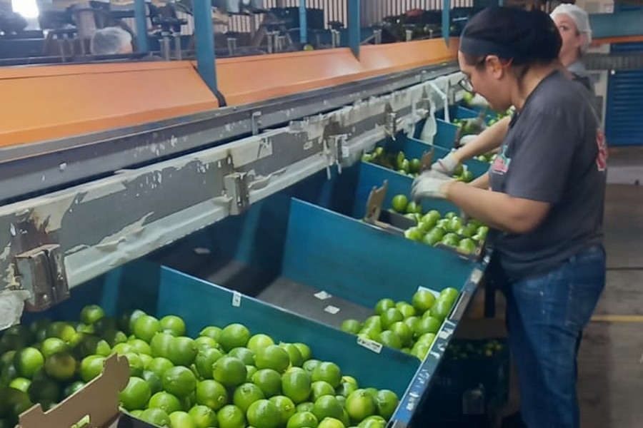 “We now see up to160 containers of limes leaving Brazil for Europe in ...