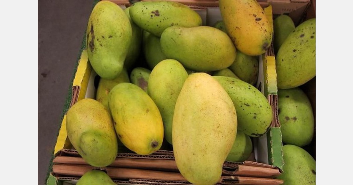 US and Haiti discuss resumption of mango exports