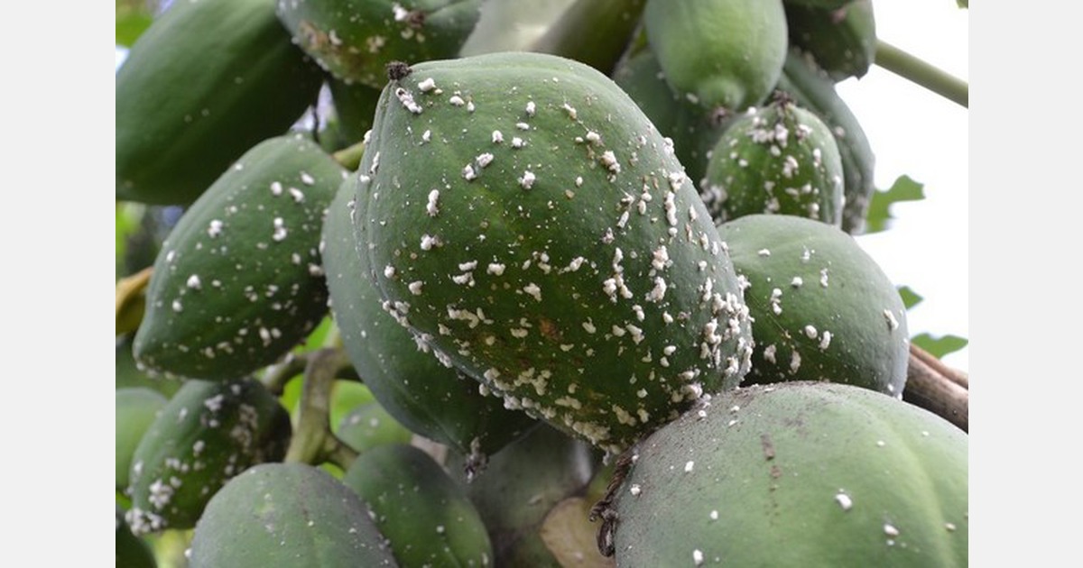 Scientists release wasps to save Kenya's pawpaws from the papaya mealybug