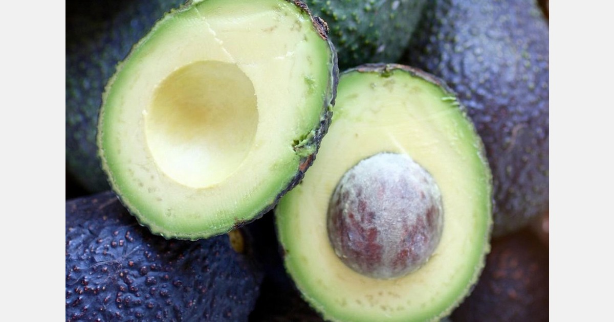 Smaller Morro Bay Avocado crop anticipated this season