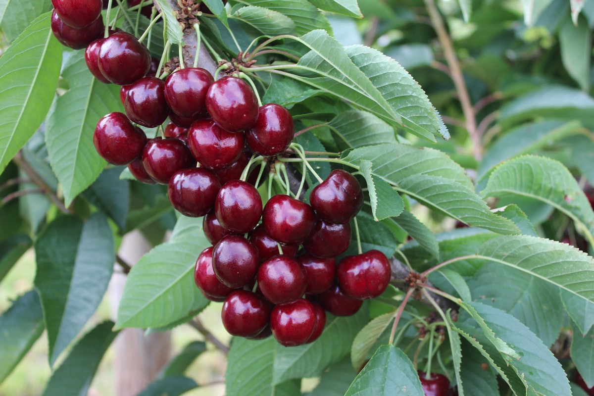 Exclusive propagation rights granted in U.S. for KIR cherries