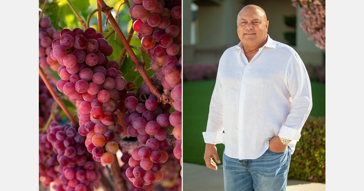 Robust season for Holiday grape variety anticipated