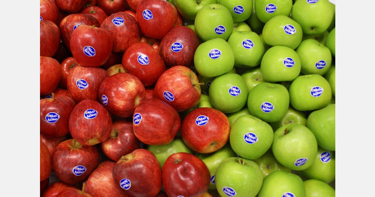 "We foresee the harvesting to start in early August for Galas"