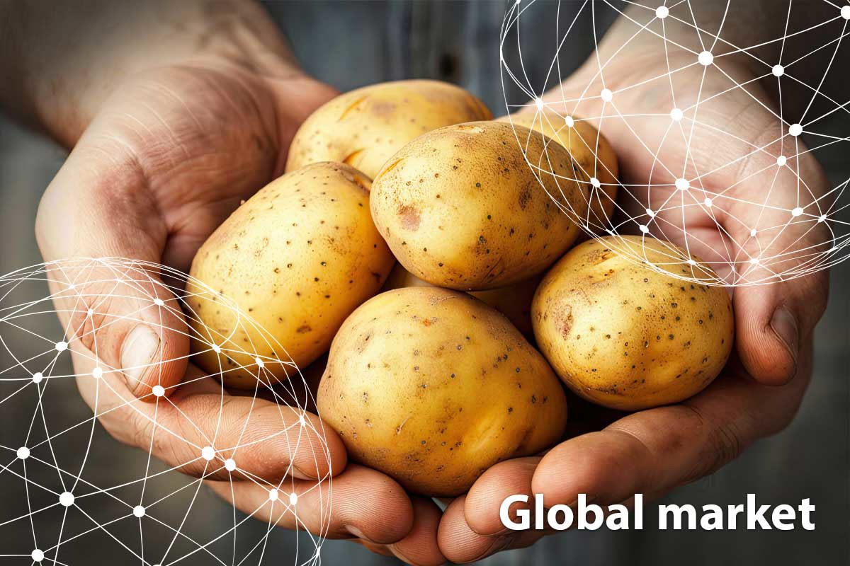 GLOBAL MARKET OVERVIEW POTATOES