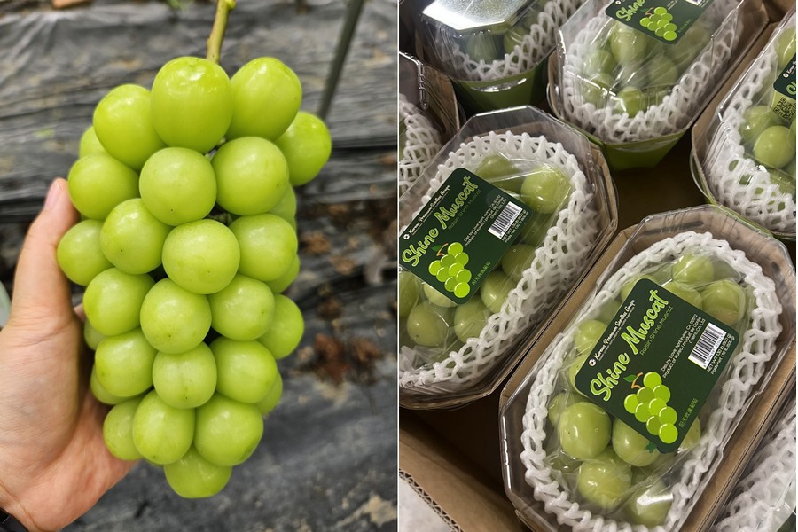 Korean grape distribution expands in North America