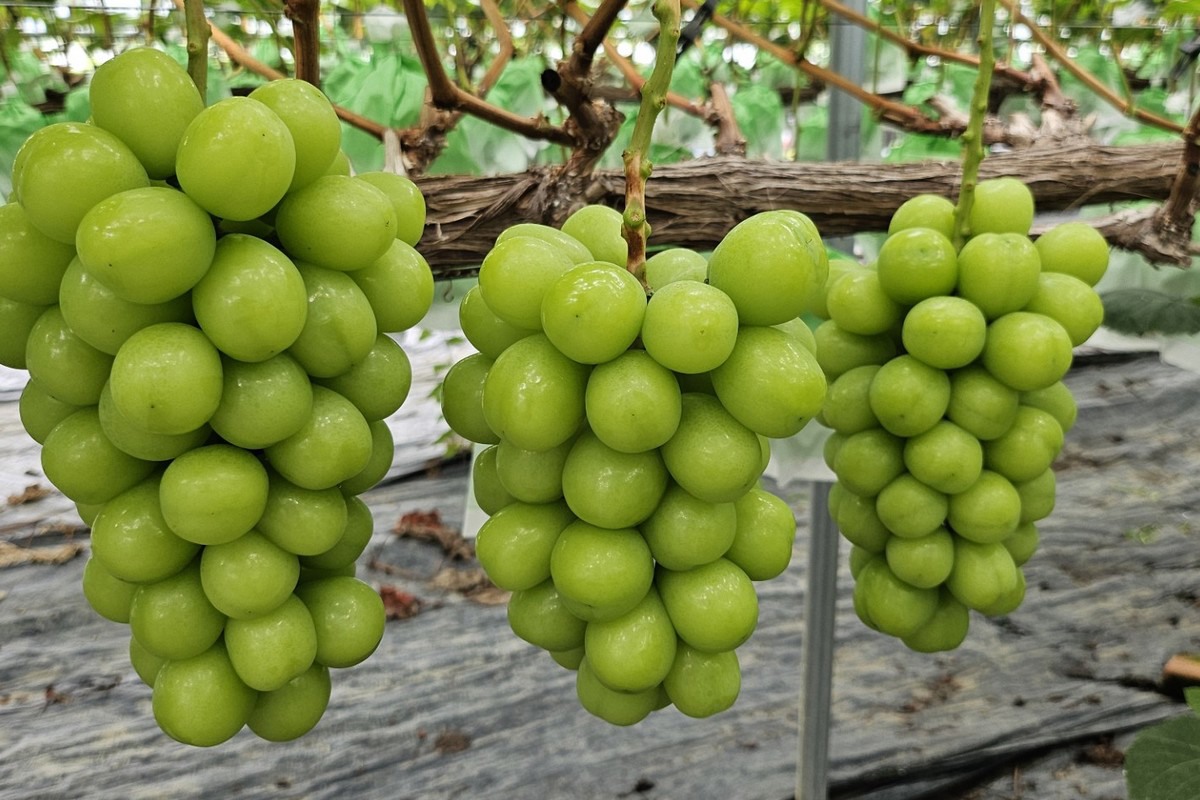 Korean grape distribution expands in North America