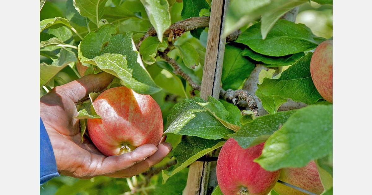 BC Tree Fruits will be shutting down operations