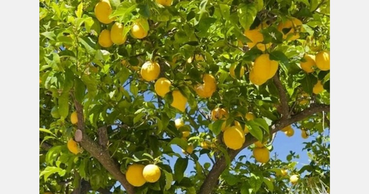 Multiple regions shipping lemons into the U.S.