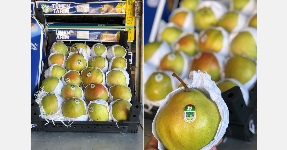 Better Turkish pear season expected
