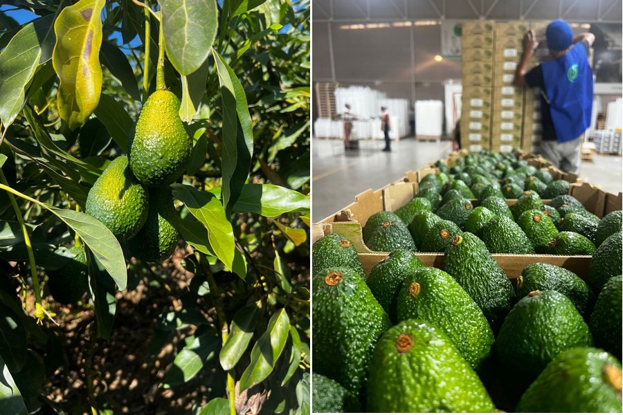 Strong early season shipments of Peruvian avocados mean early end to season