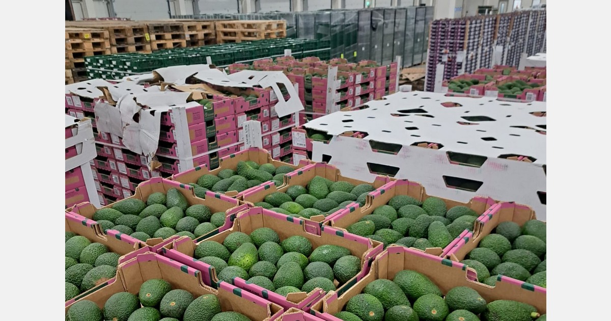 Heavy rains in Israel delays avocado harvest by a week