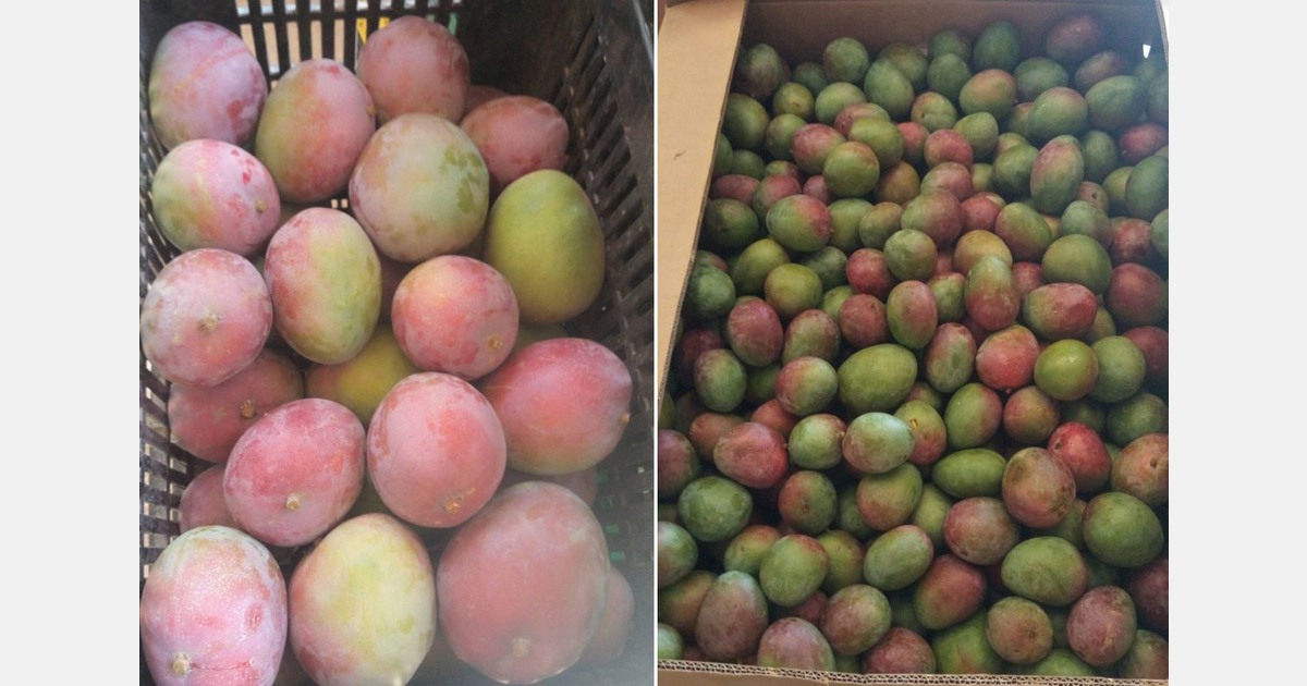 Abrupt end for the Senegalese mango campaign