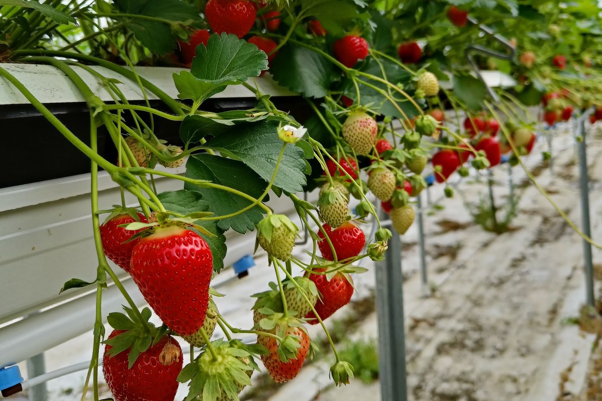 The special features of Finland's soft fruit business