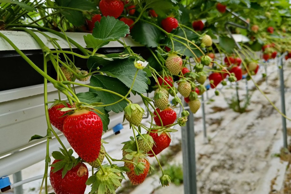 The special features of Finland's soft fruit business