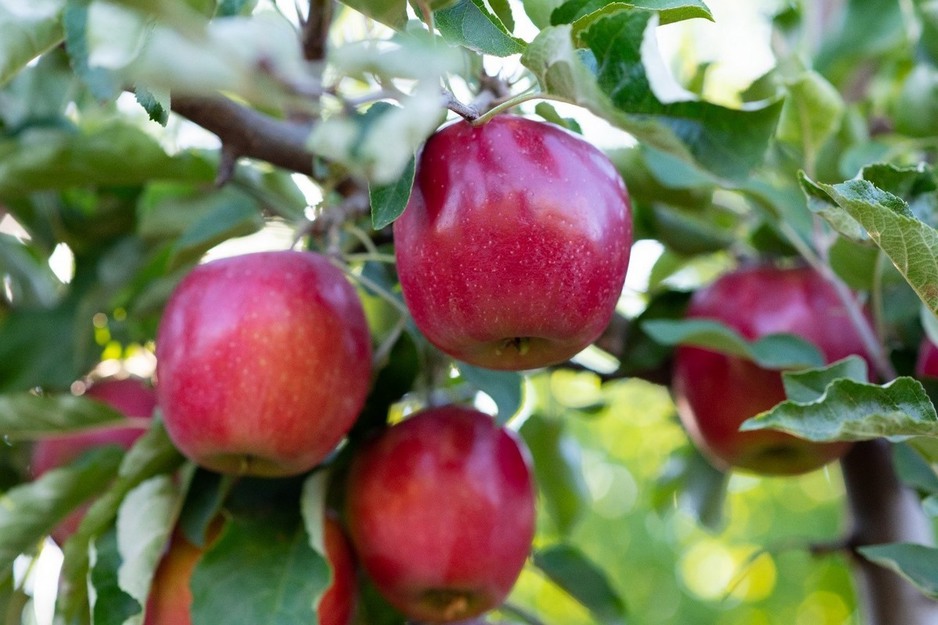 Story apple and Geneva rootstock collaboration