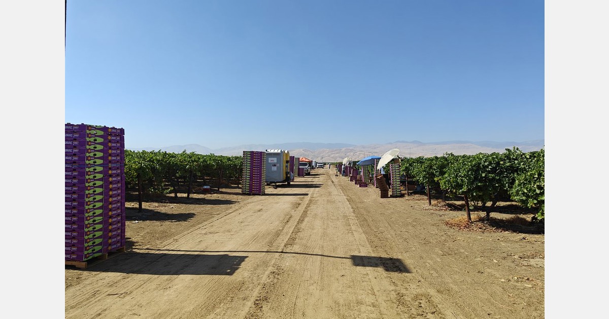 Launch of California grape program makes for year-round availability