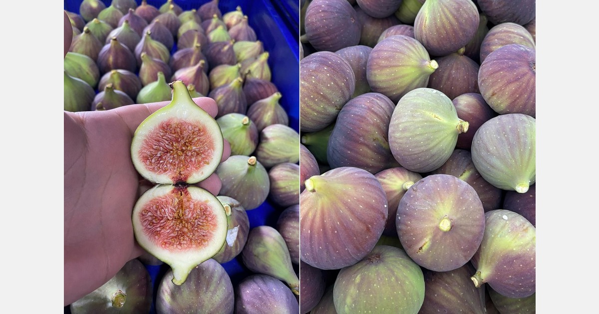 Early harvest for Bursa figs