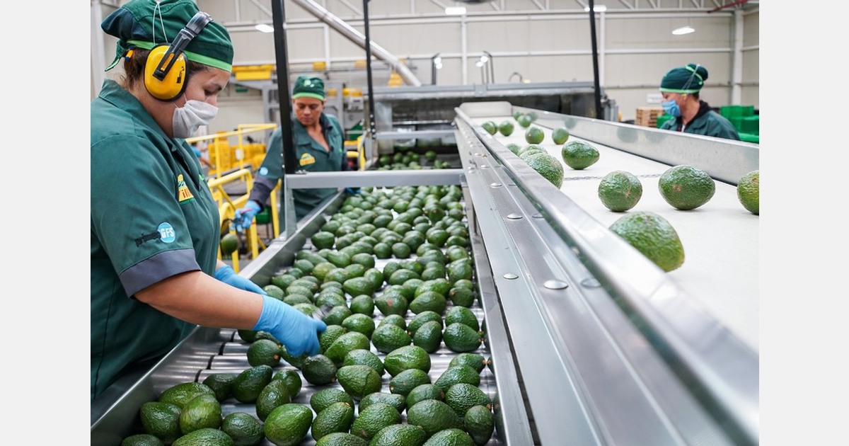 Later transition to new avocados from Mexico this season