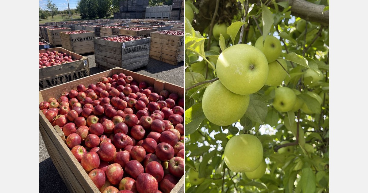 United States 2024-2025 apple production will reach nearly 260 million ...