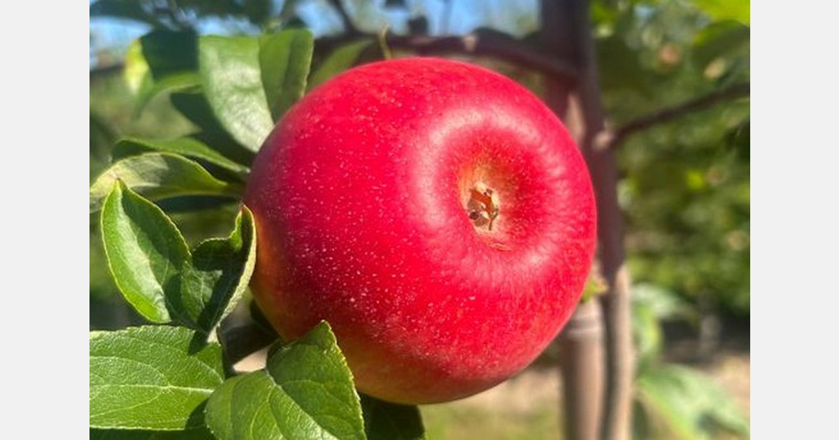 Michigan apple maturity update