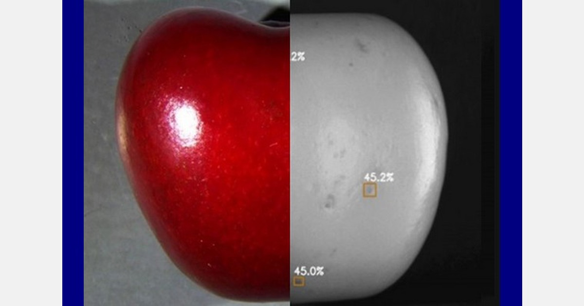 Optical scanning for pest detection in fruit