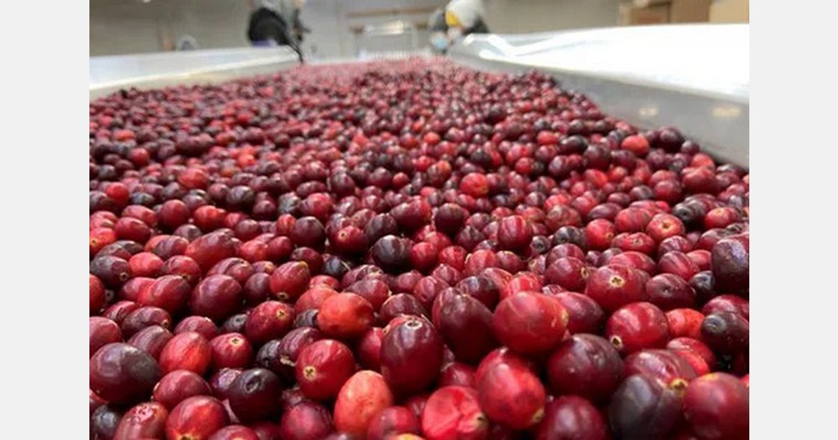 New Jersey cranberry production remains steady