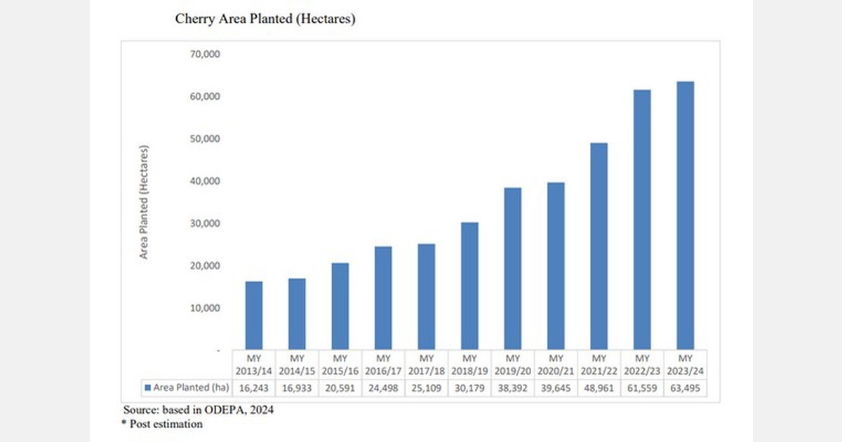 Chilean cherry production in MY2024/25 to reach 500,000 tons
