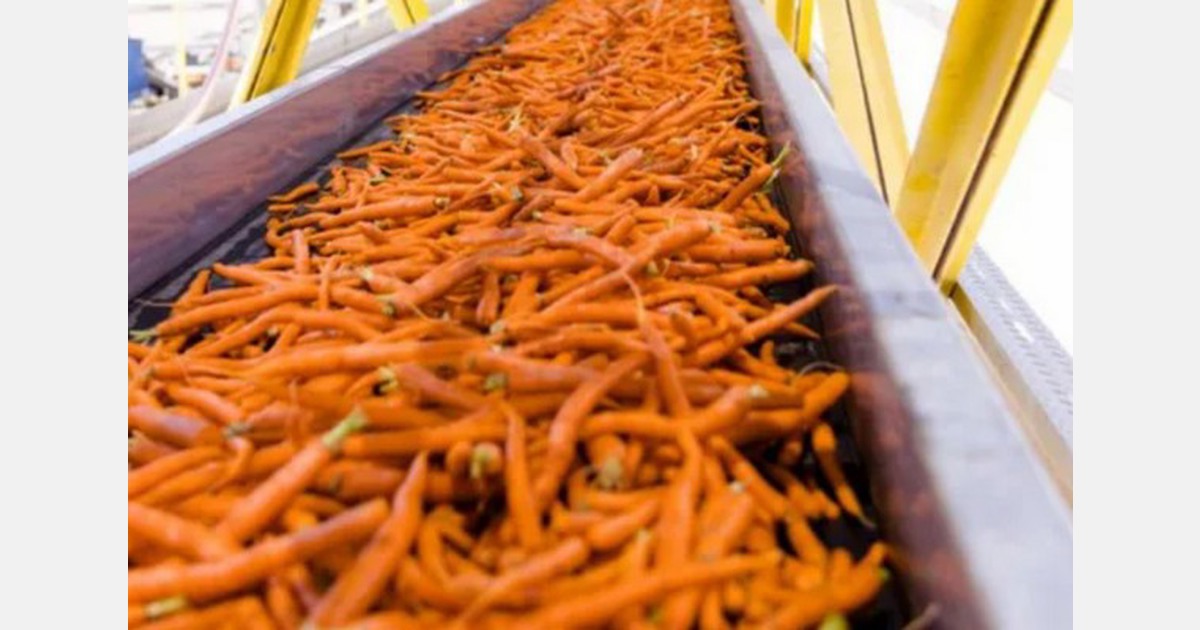 Low yields on new California carrot crop